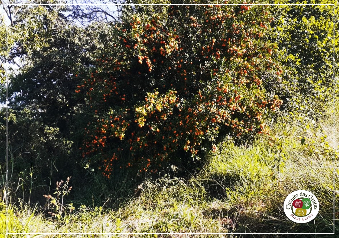 Limão capeta – à vontade pelos nossos campos – receitas práticas ...